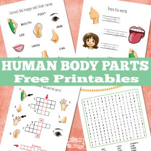 Human Body Worksheets - Itsy Bitsy Fun