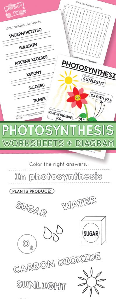 Photosynthesis Worksheets for Kids - Itsy Bitsy Fun