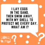 Turtle Riddles for Kids - Itsy Bitsy Fun