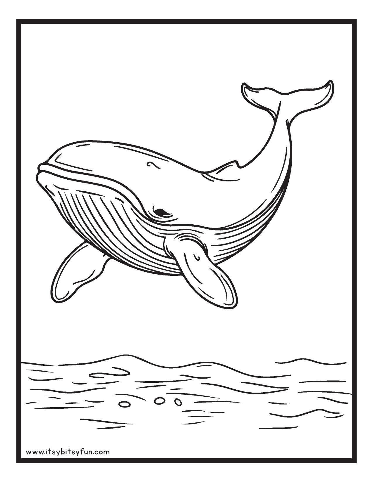 Free Printable Whale Coloring Pages for Kids - Itsy Bitsy Fun