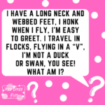 25+ Goose Jokes and Riddles for Kids - Itsy Bitsy Fun