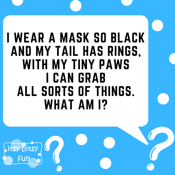Raccoon Riddles for Kids - Itsy Bitsy Fun