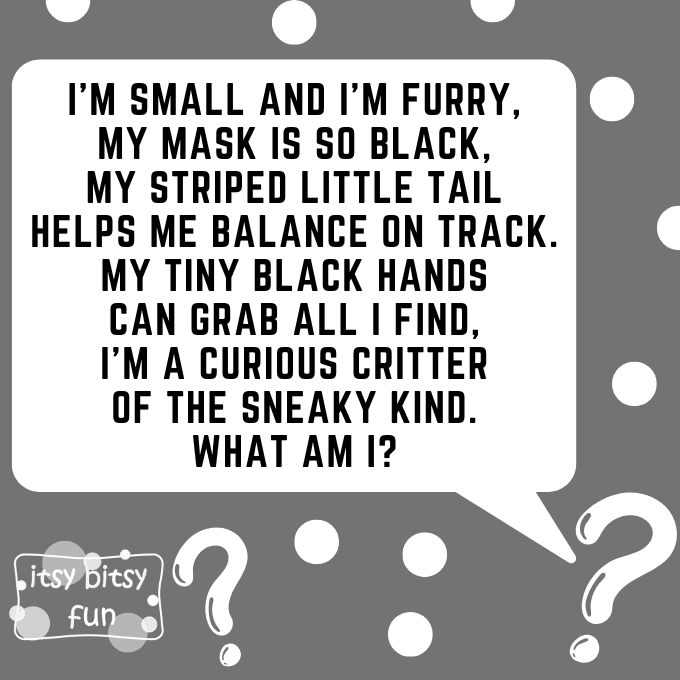 Raccoon Riddles for Kids - Itsy Bitsy Fun