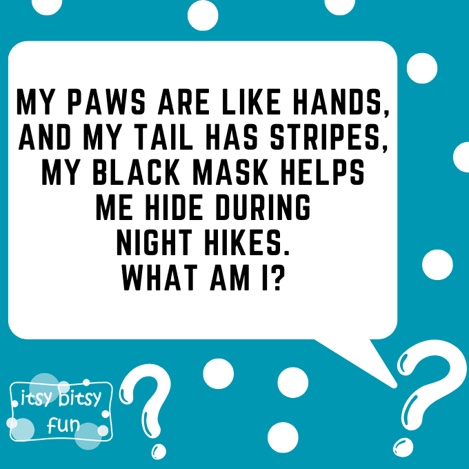 Raccoon Riddles for Kids - Itsy Bitsy Fun